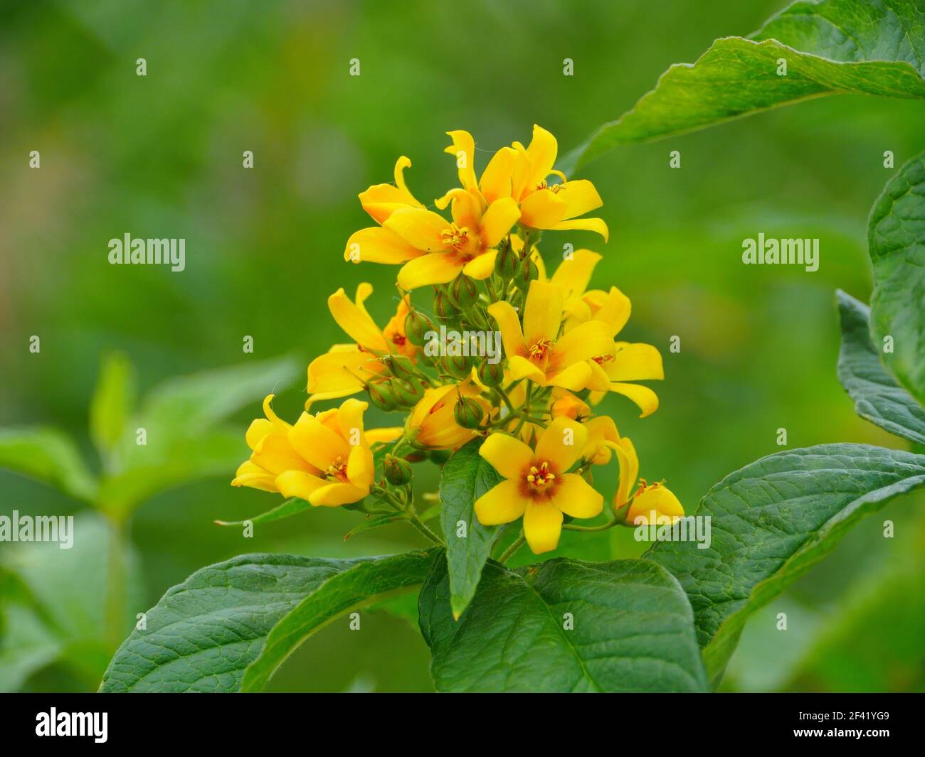 Yellow flowers hypericum in nature hi-res stock photography and images ...