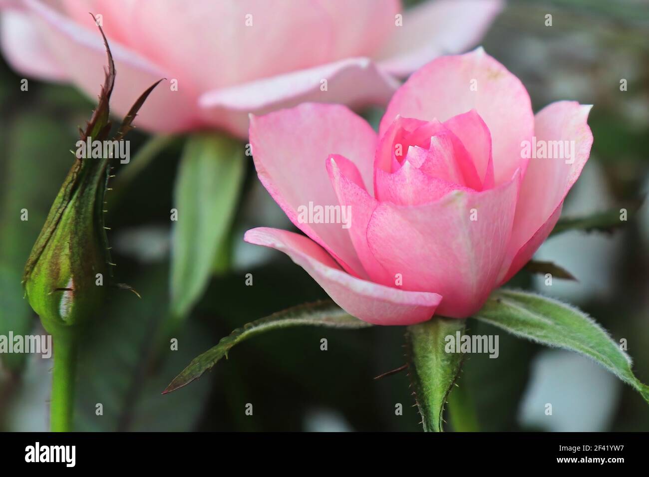 Mini rosa hi-res stock photography and images - Alamy