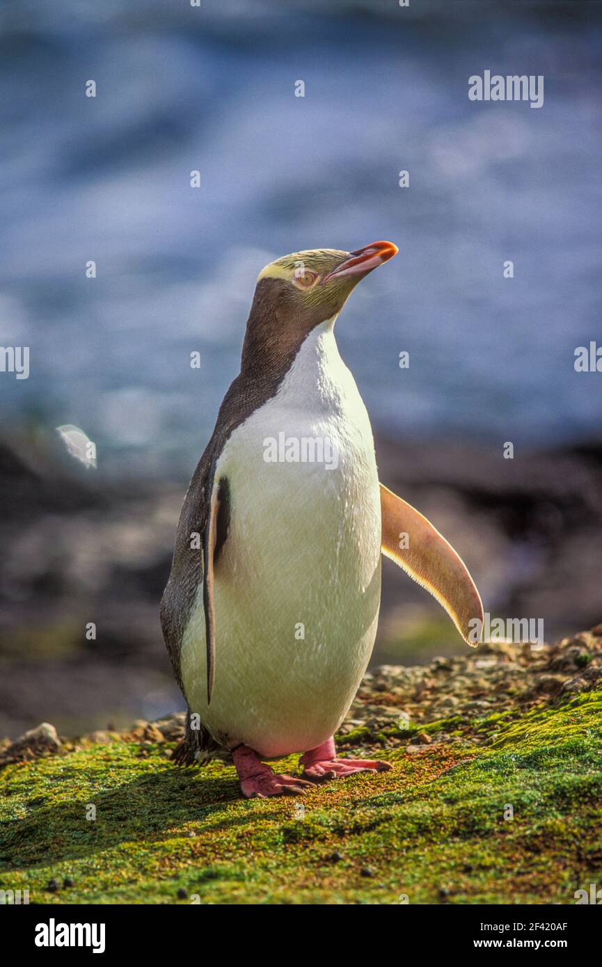 Mega Penguin Species