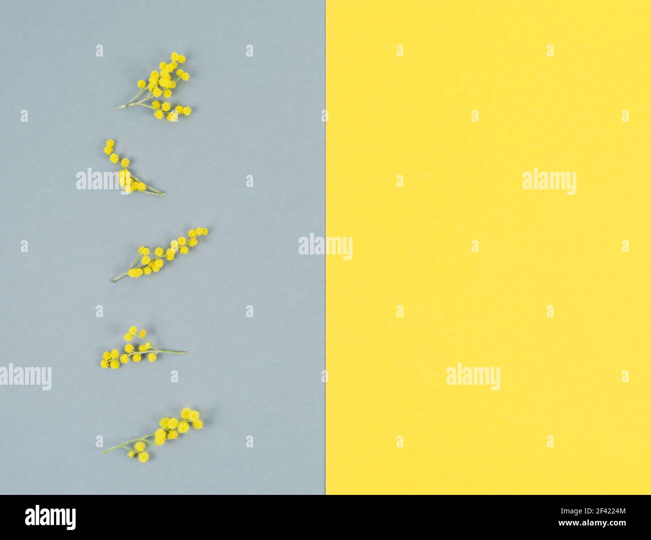 Yellow mimosa flowers on yellow and gray background. Color of the year ...