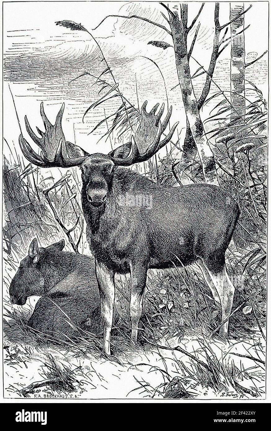 Richard Friese - Alces Alces Stock Photo - Alamy