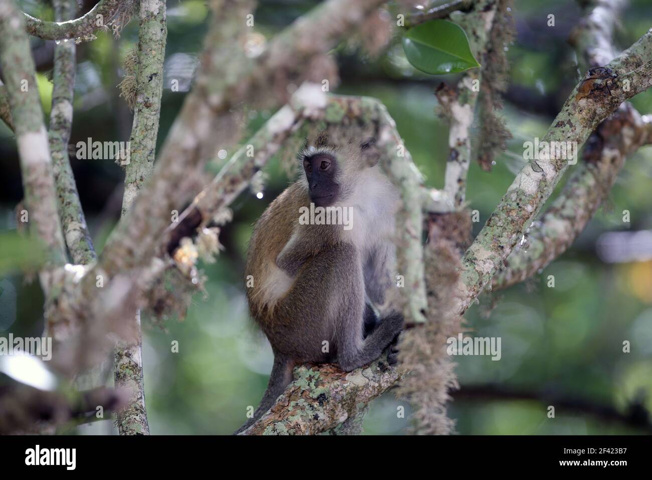 Close vervet monkey in National park of Kenya, Africa Stock Photo - Alamy