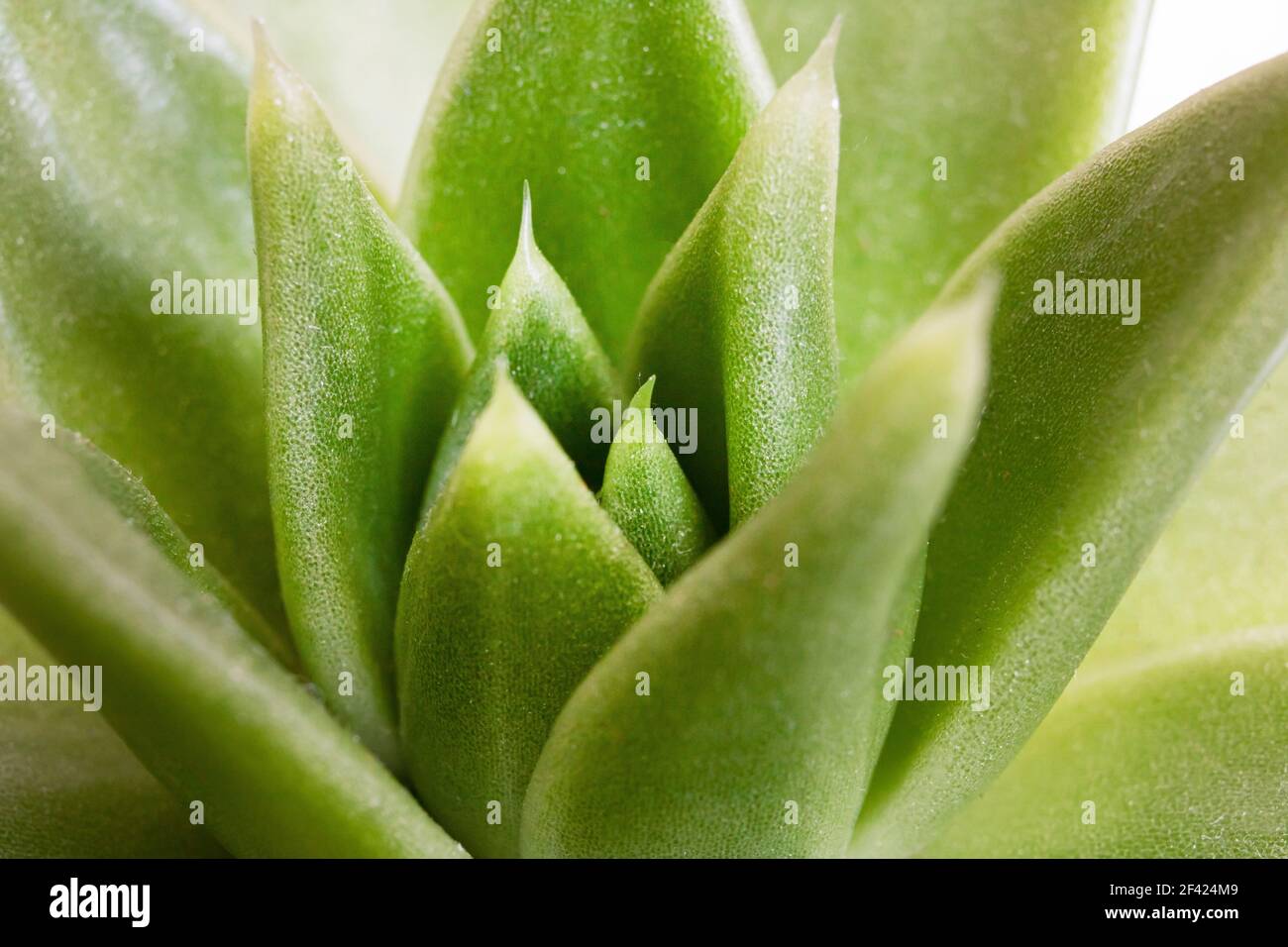 Green leaves of echeveria plant close up, macro phorography Stock Photo ...