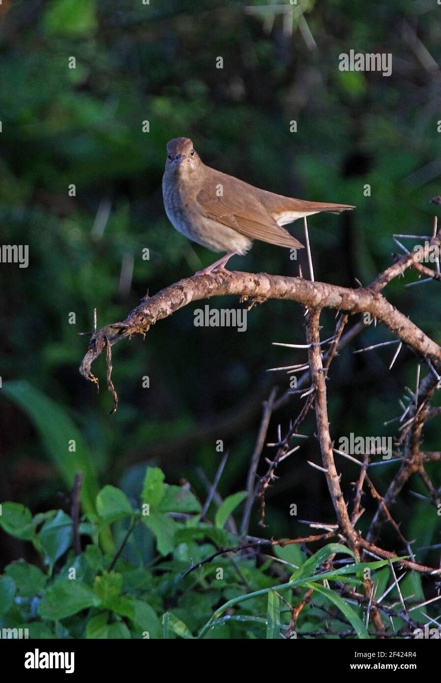 Thrush nightingale hi-res stock photography and images - Alamy