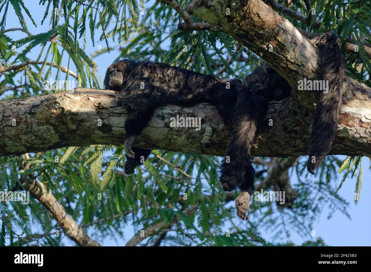 Saki Monkey (Pithecia monachus) in Cuyabeno Wildlife Reserve (Amazonia ...