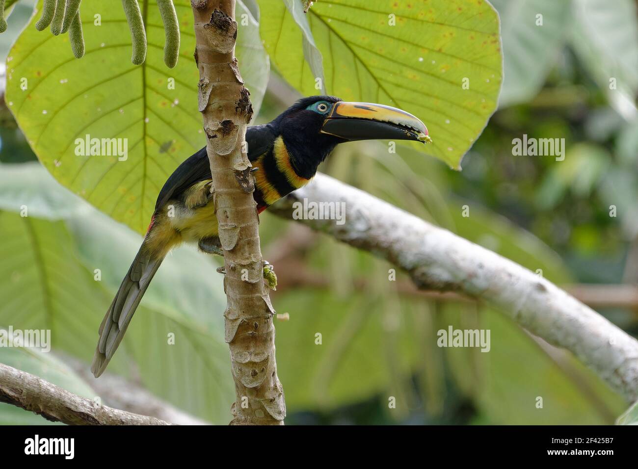 Many-banded Aracari (Pteroglossus pluricinctus) - Cuyabeno Wildlife ...