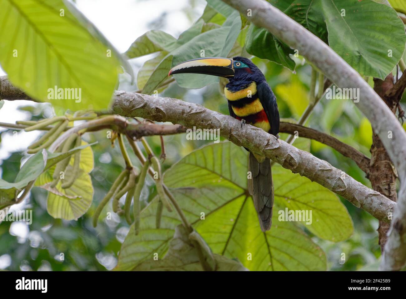 Many banded aracari pteroglossus pluricinctus hi-res stock photography ...