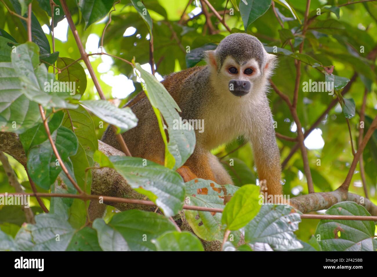 Squirrel Monkey (Saimiri sciureus) in Cuyabeno Wildlife Reserve ...