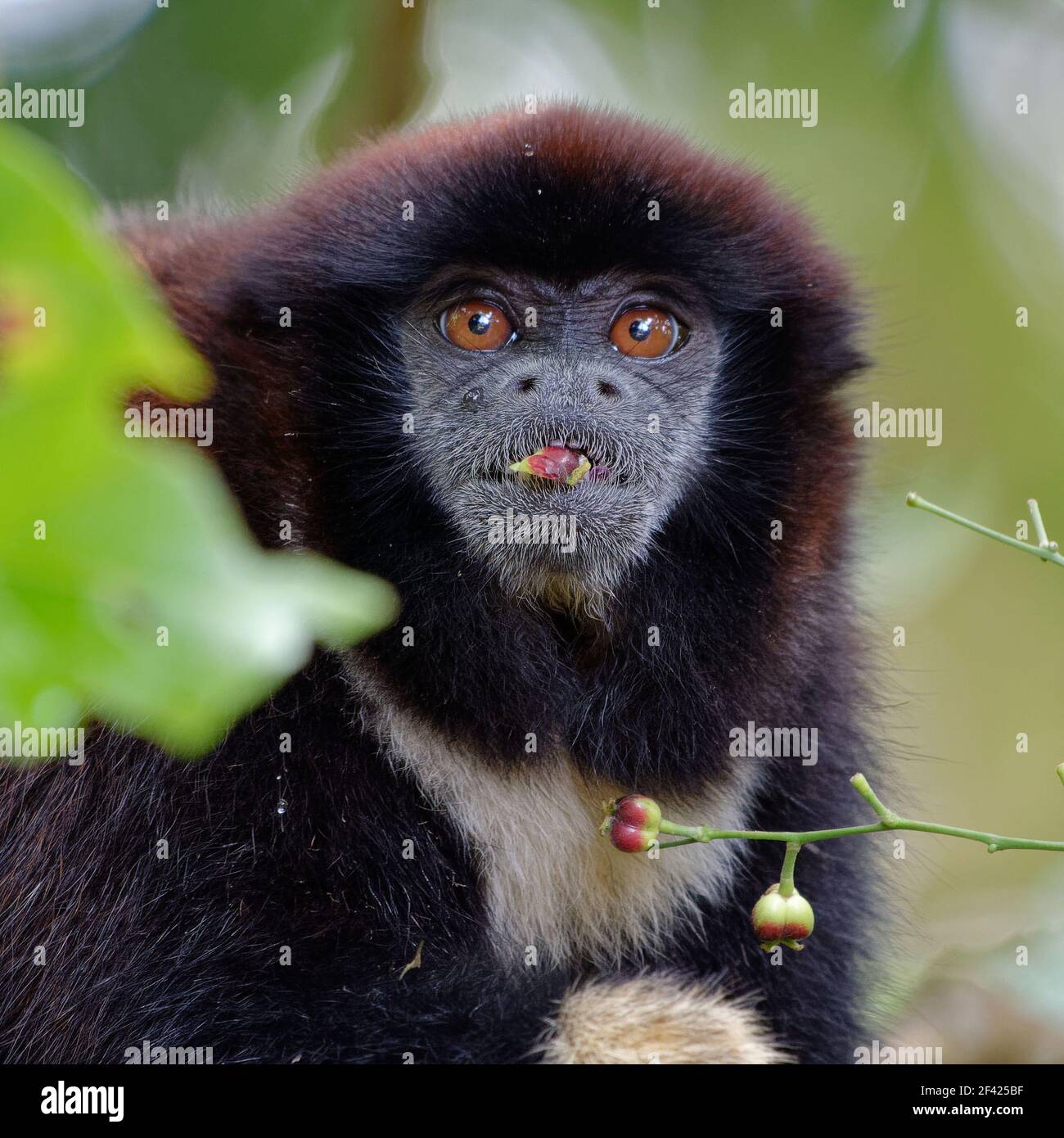 Licifer Titi or Yellow-handed Titi Monkey (Callicebus lucifer) in ...