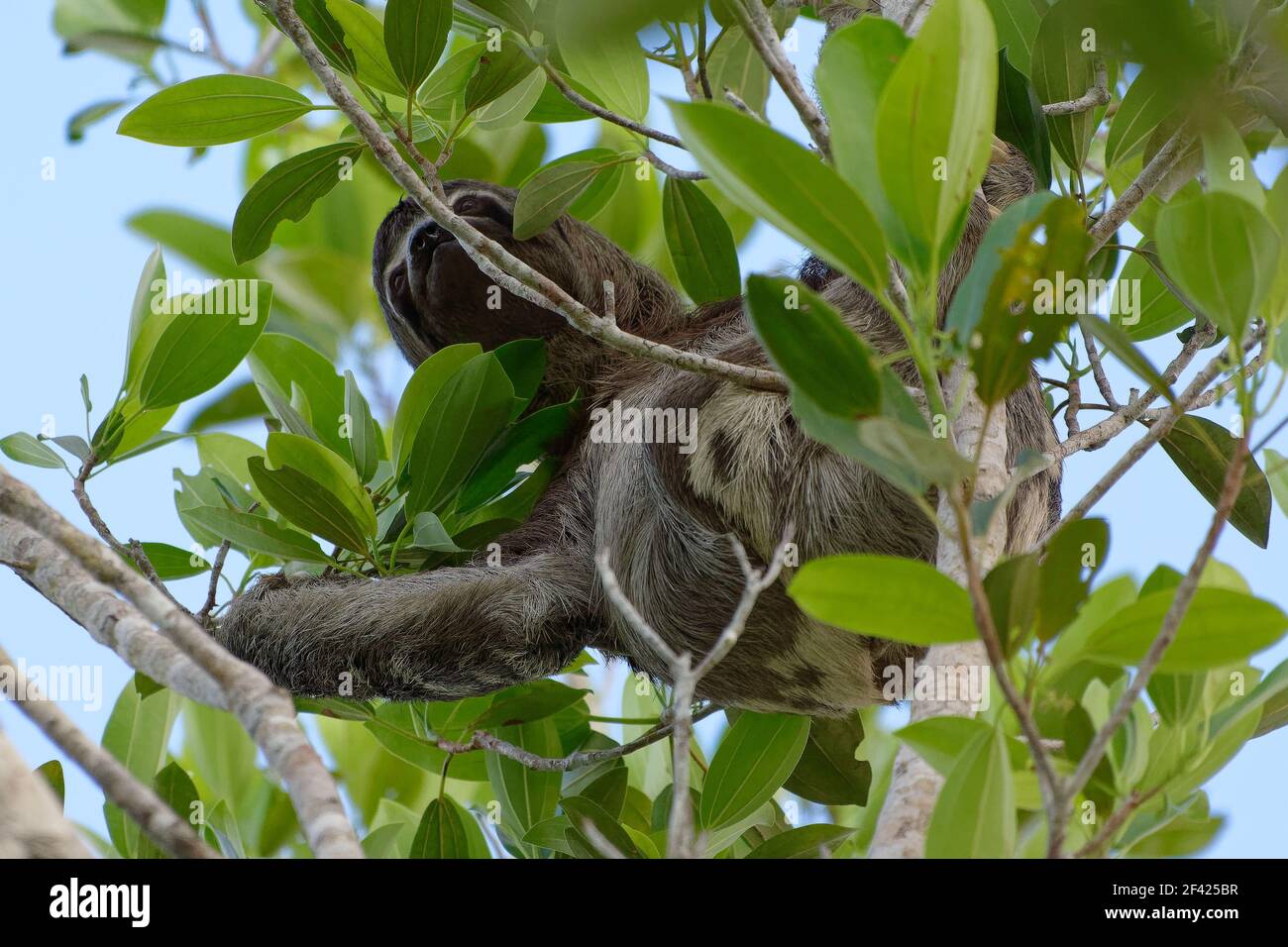 Three toed Sloth (Bradypus tridactylus) in Cuyabeno Wildlife Reserve ...