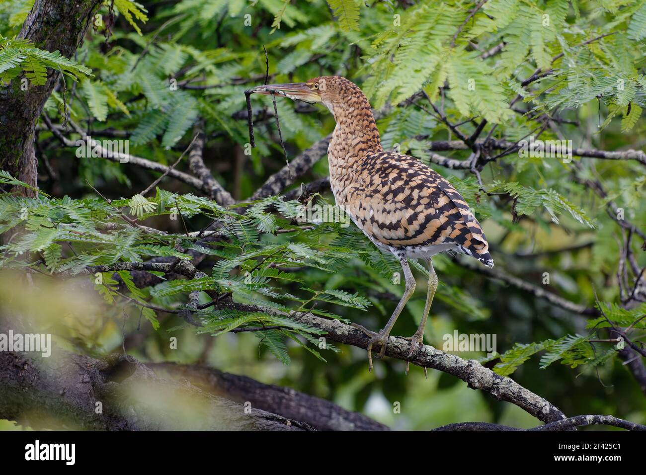 Pinnated Bittern (Botaurus pinnatus) in Cuyabeno Wildlife Reserve ...