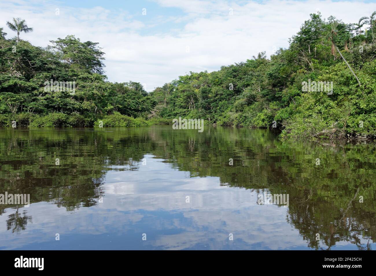 Cuyabeno River in Cuyabeno Wildlife Reserve (Amazonia, Ecuador Stock ...