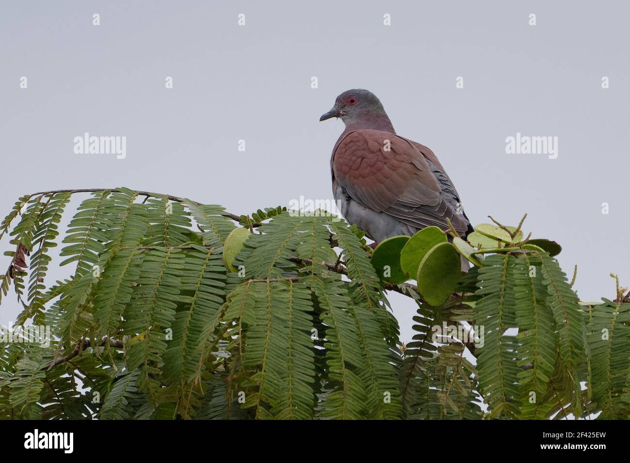 Pale-vented Pigeon (Patagioenas cayennensis) in Cuyabeno Wildlife ...