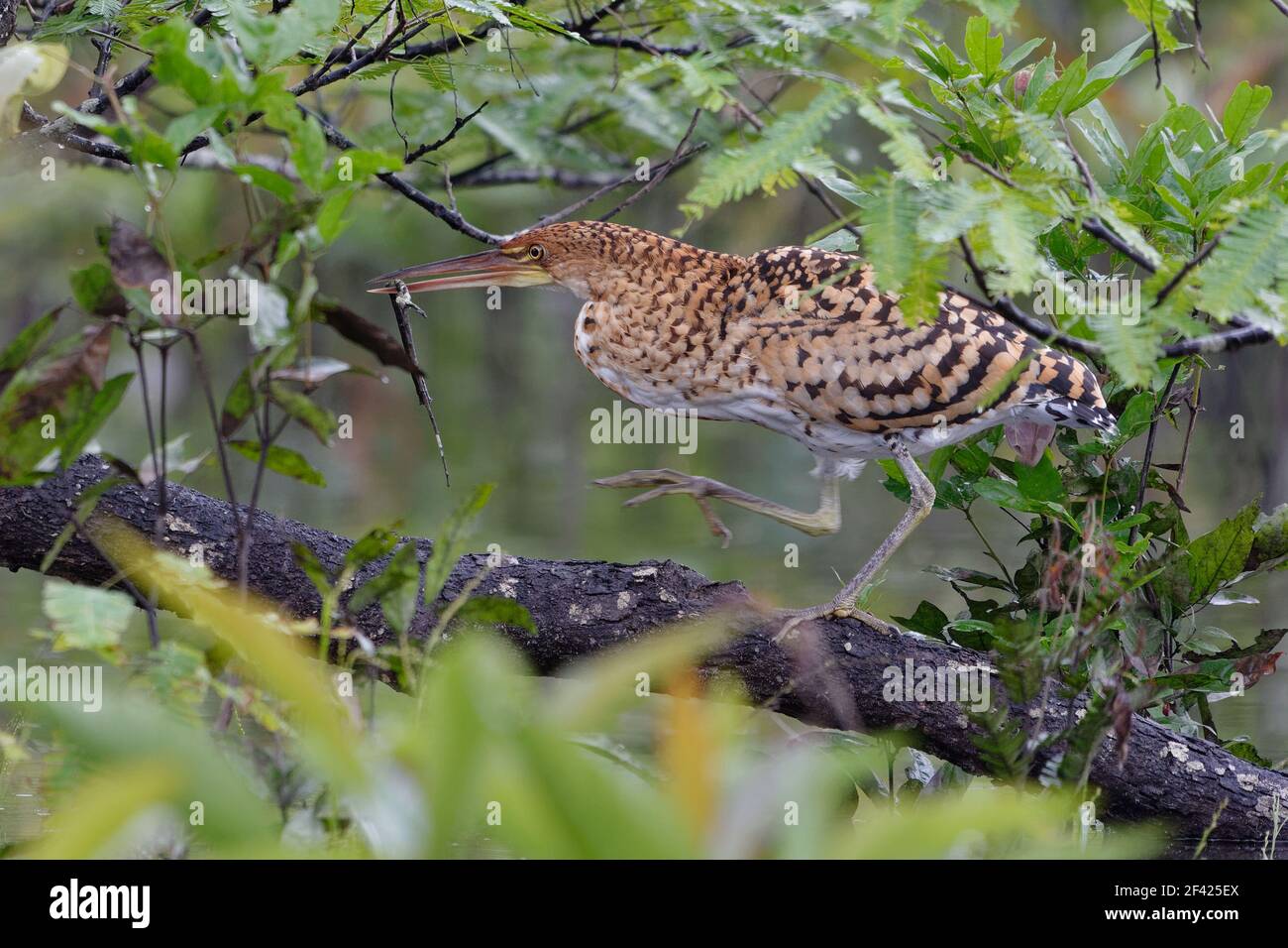 Pinnated Bittern (Botaurus pinnatus) in Cuyabeno Wildlife Reserve ...