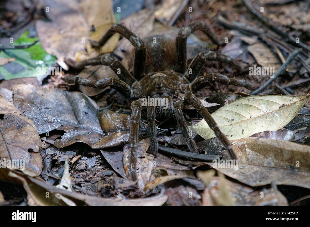 Tarantula in Cuyabeno Wildlife Reserve (Amazonia, Ecuador Stock Photo ...