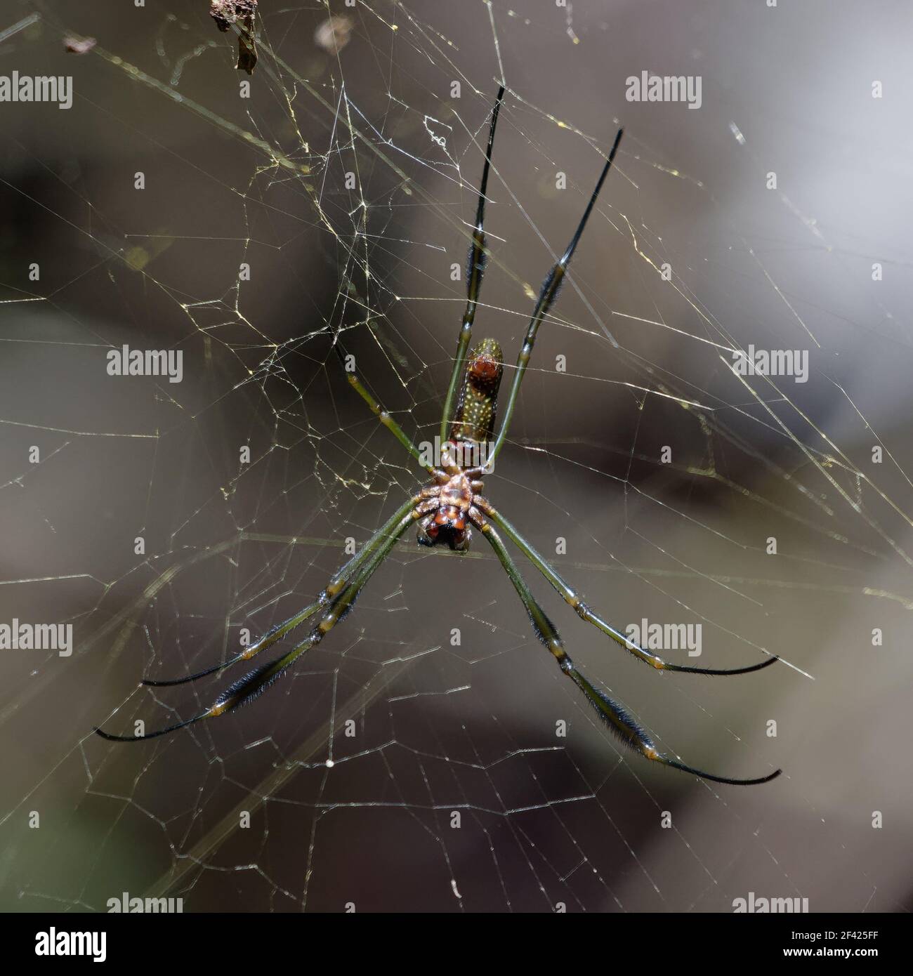 Spider (Nephila sp.) on its web in Cuyabeno Wildlife Reserve, Amazonia ...