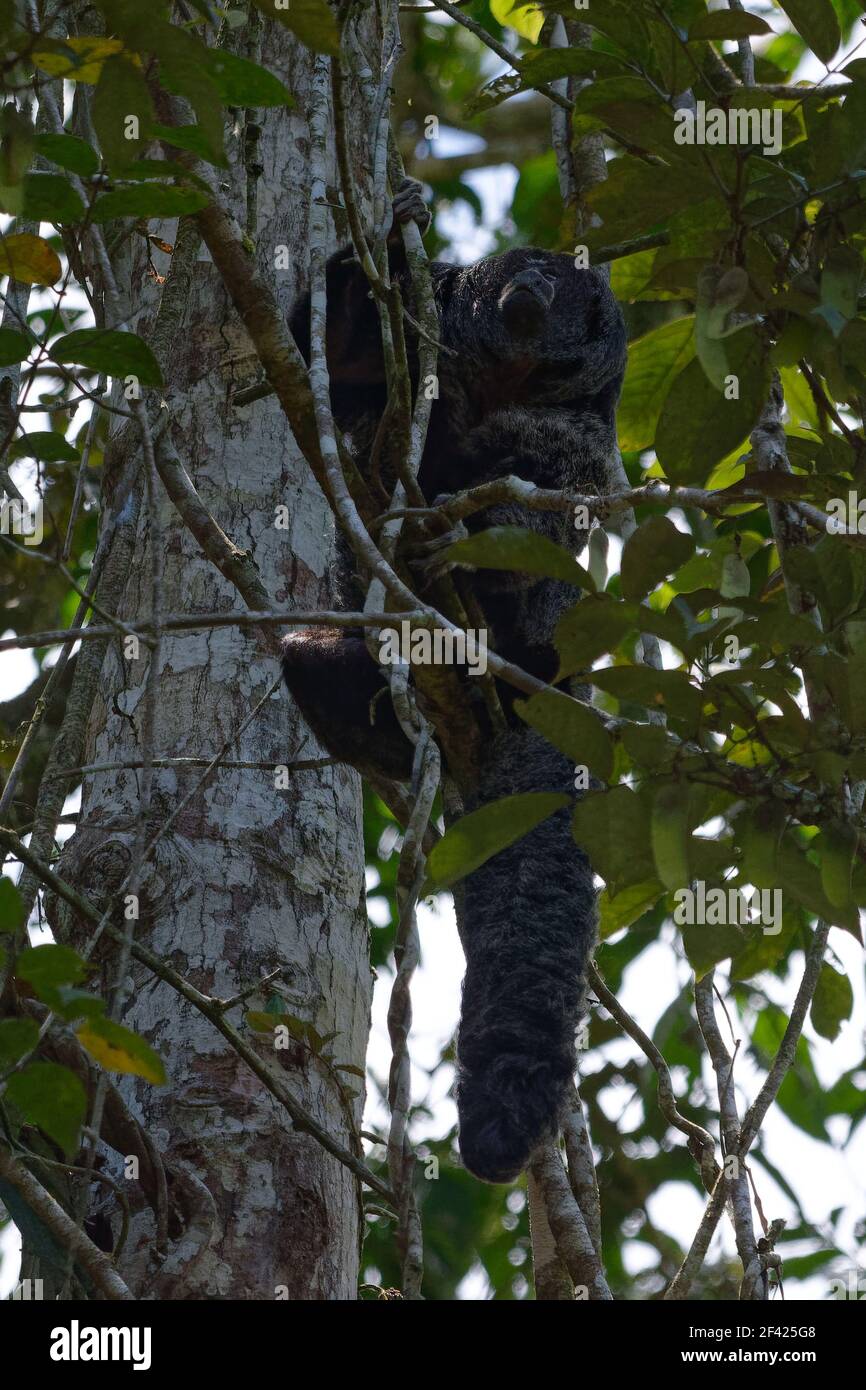 Saki Monkey (Pithecia monachus) in Cuyabeno Wildlife Reserve (Amazonia ...