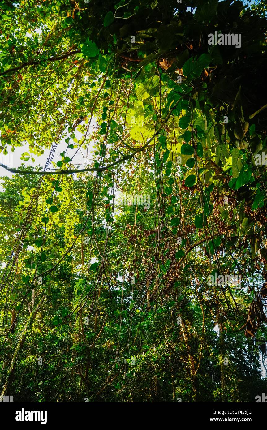 View of the overgrown trees in the forest, Golden Pothos, Epipremnum ...