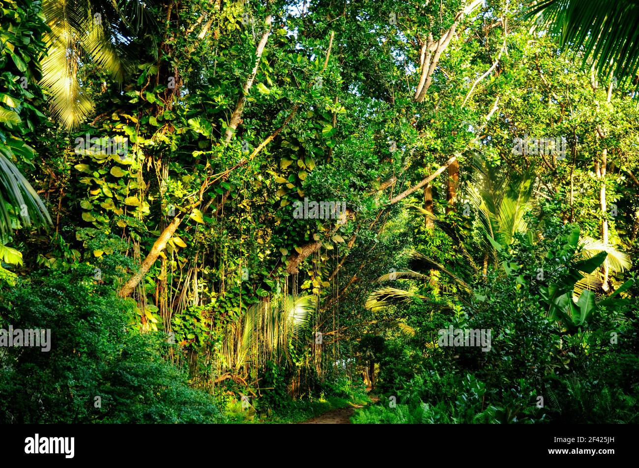 Dense green tropical jungle. Overgrown trees in the forest Stock Photo ...