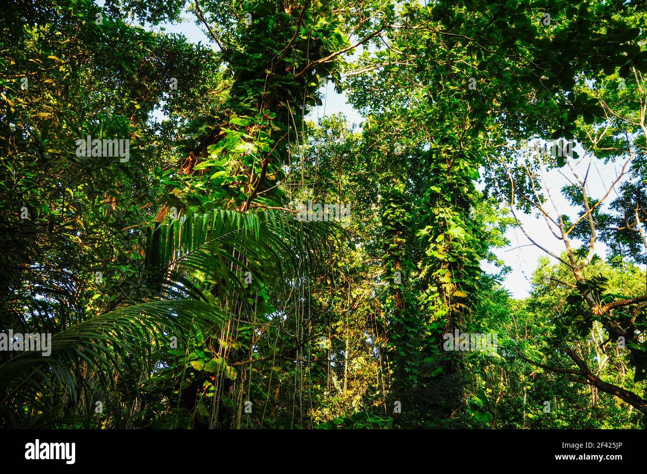 Dense green tropical jungle. Overgrown trees in the forest Stock Photo ...
