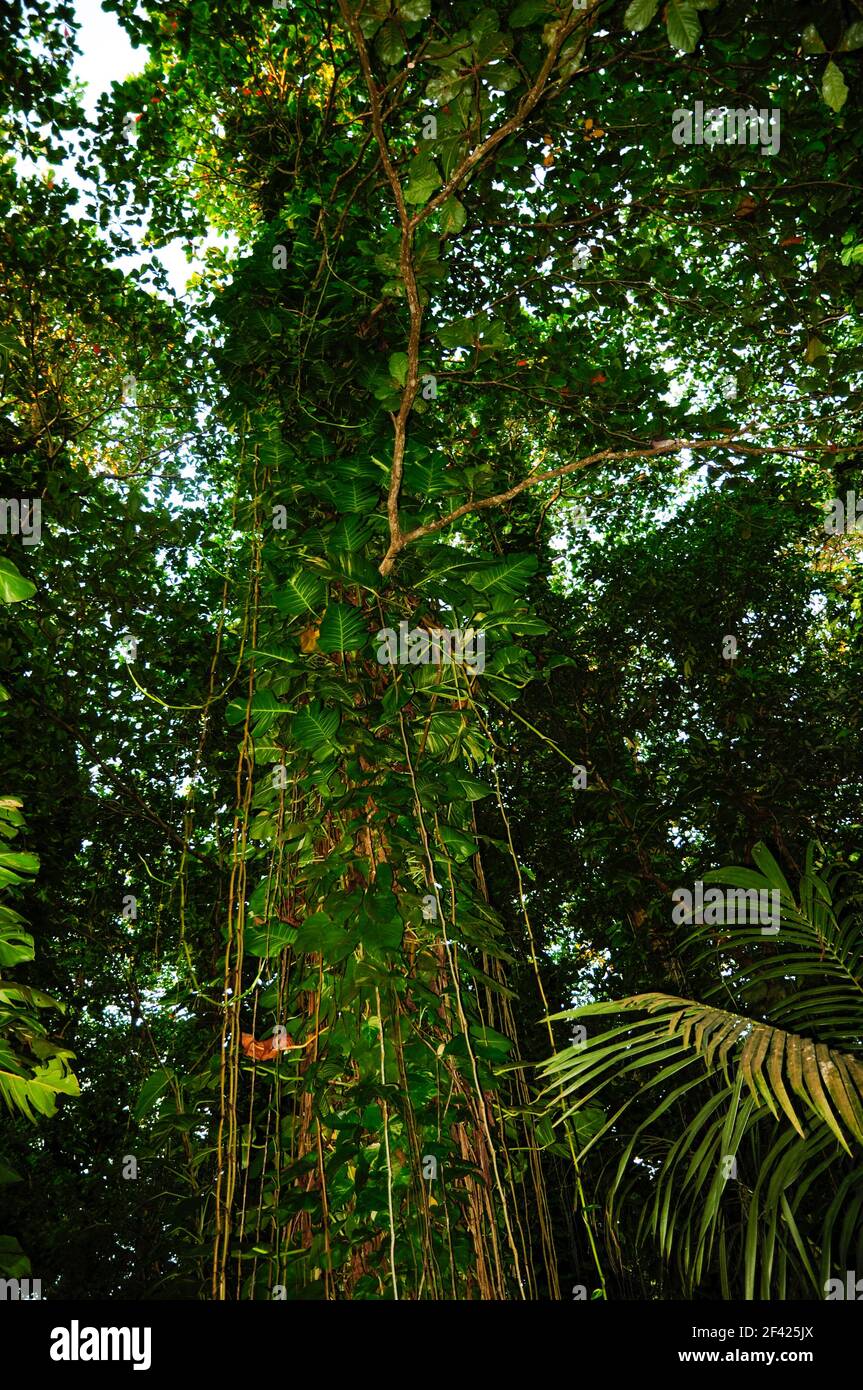 View of the overgrown trees in the forest, Golden Pothos, Epipremnum ...