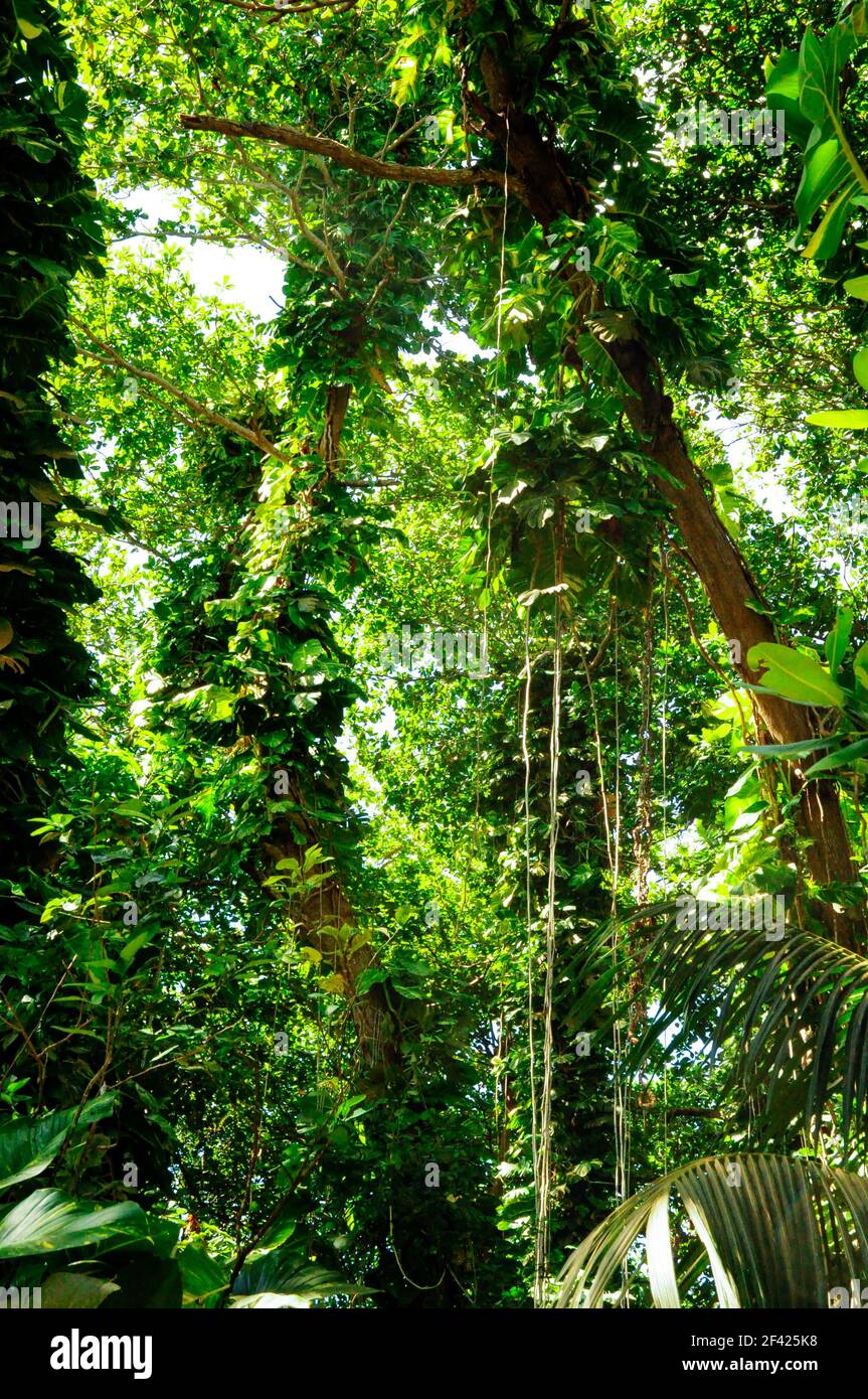 View of the overgrown trees in the forest, Golden Pothos, Epipremnum ...