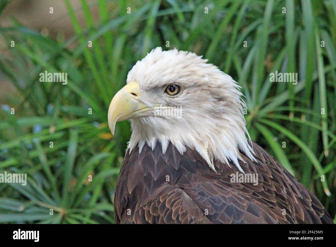 Head of bald eagle Stock Photo - Alamy