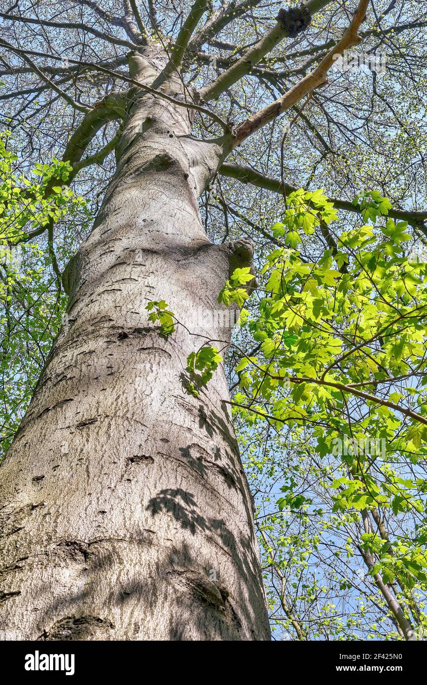 Large beech tree in spring Stock Photo - Alamy