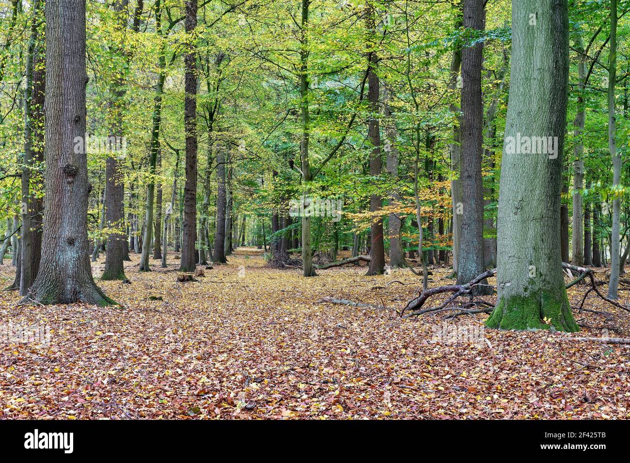 Beautiful large ash tree hi-res stock photography and images - Alamy