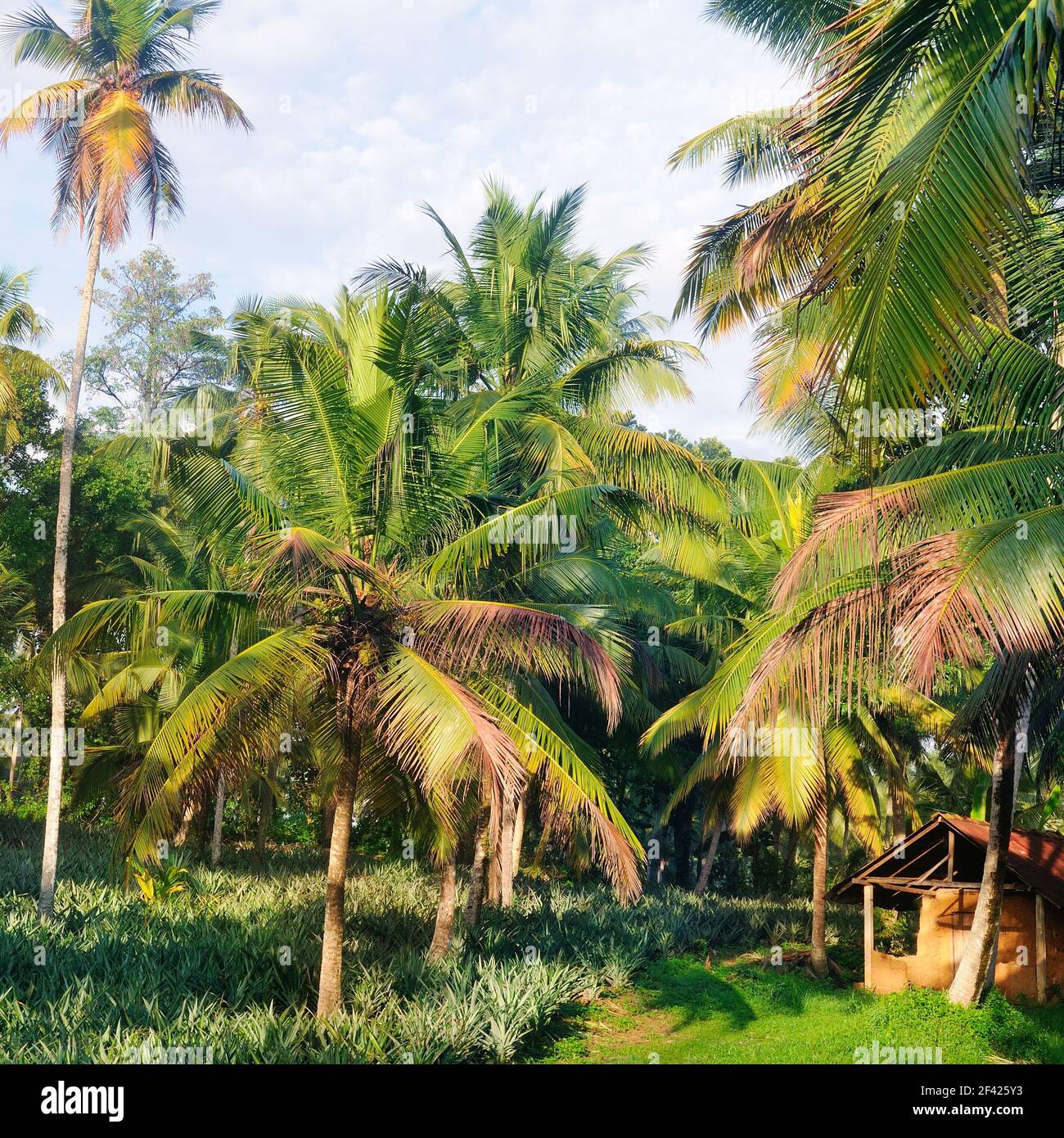 Tropical garden with coconut palms and a pineapple plantation. Shri ...