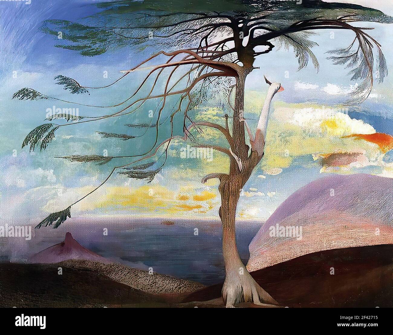 Lonely cedar hi-res stock photography and images - Alamy