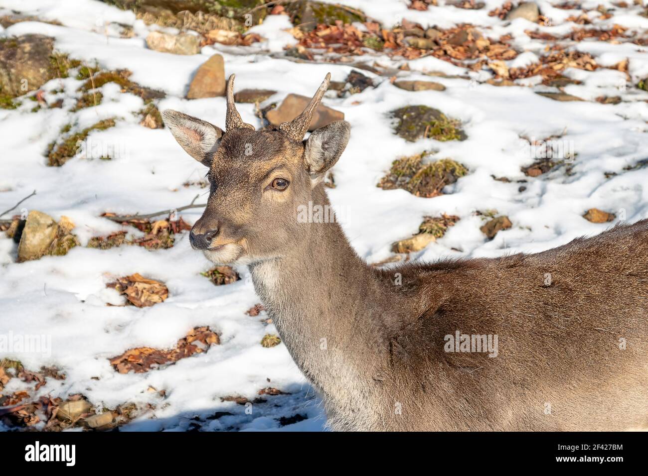 Close up deer eye ear hi-res stock photography and images - Alamy