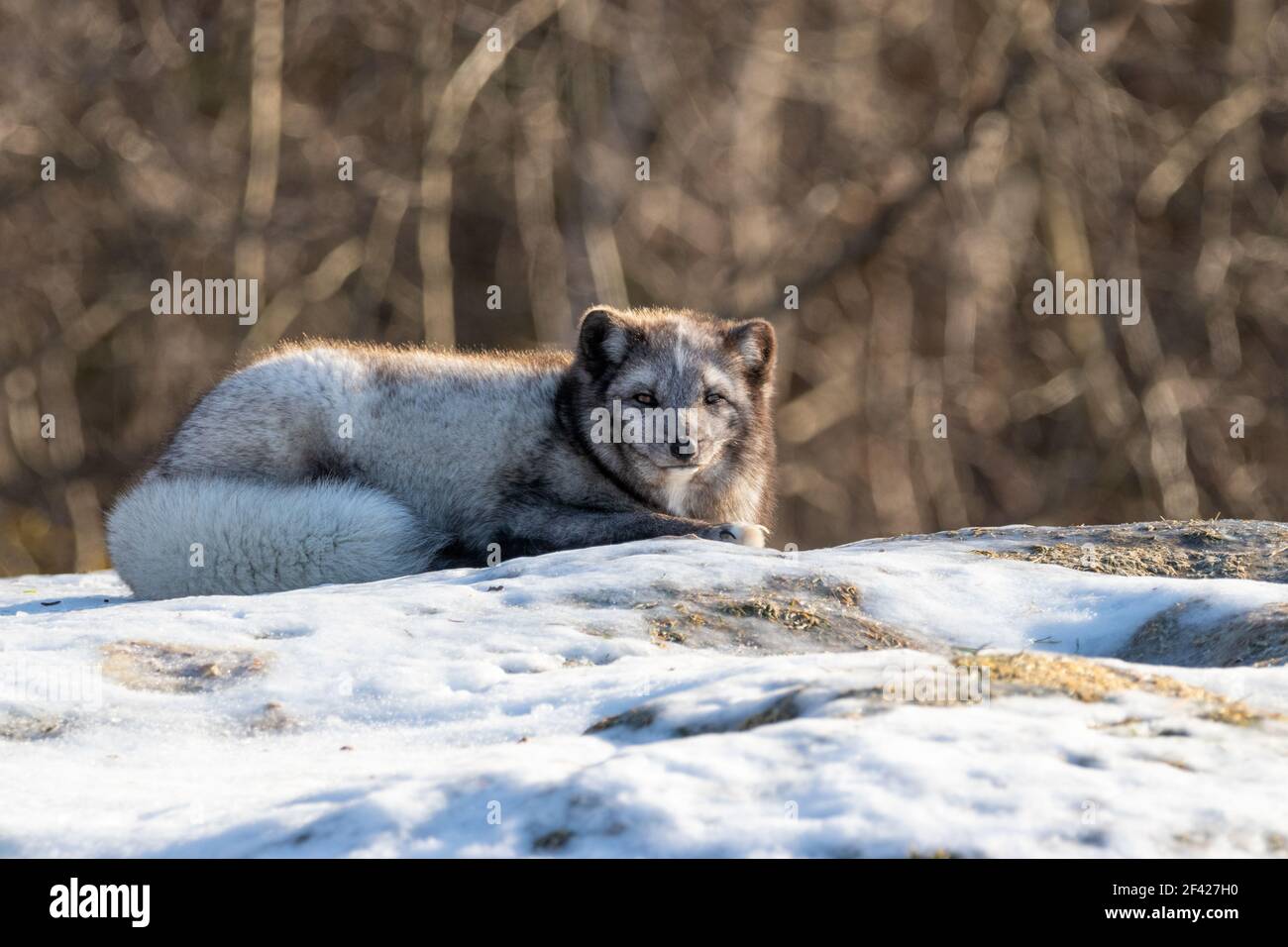 Curled up arctic fox in hi-res stock photography and images - Alamy
