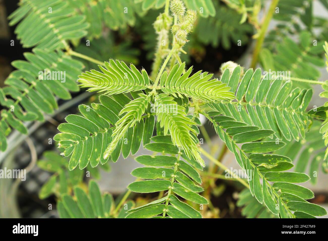 Green leaves and branches on a sensitive plant Stock Photo - Alamy