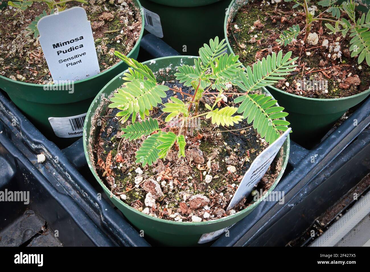 Small seedling sensitive plants potted for sale Stock Photo - Alamy