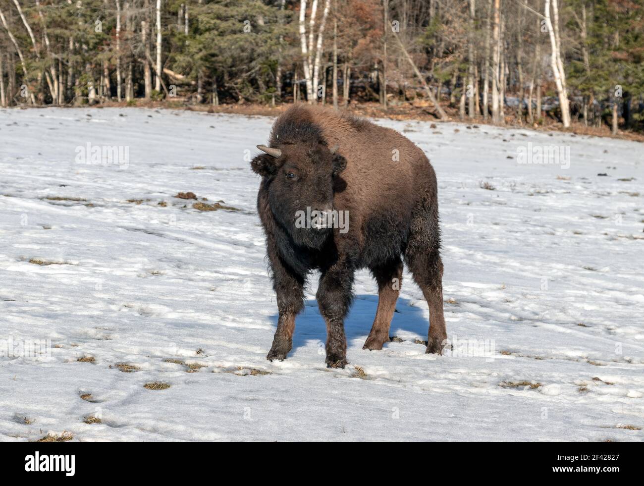 Bison in nature reserve hi-res stock photography and images - Alamy