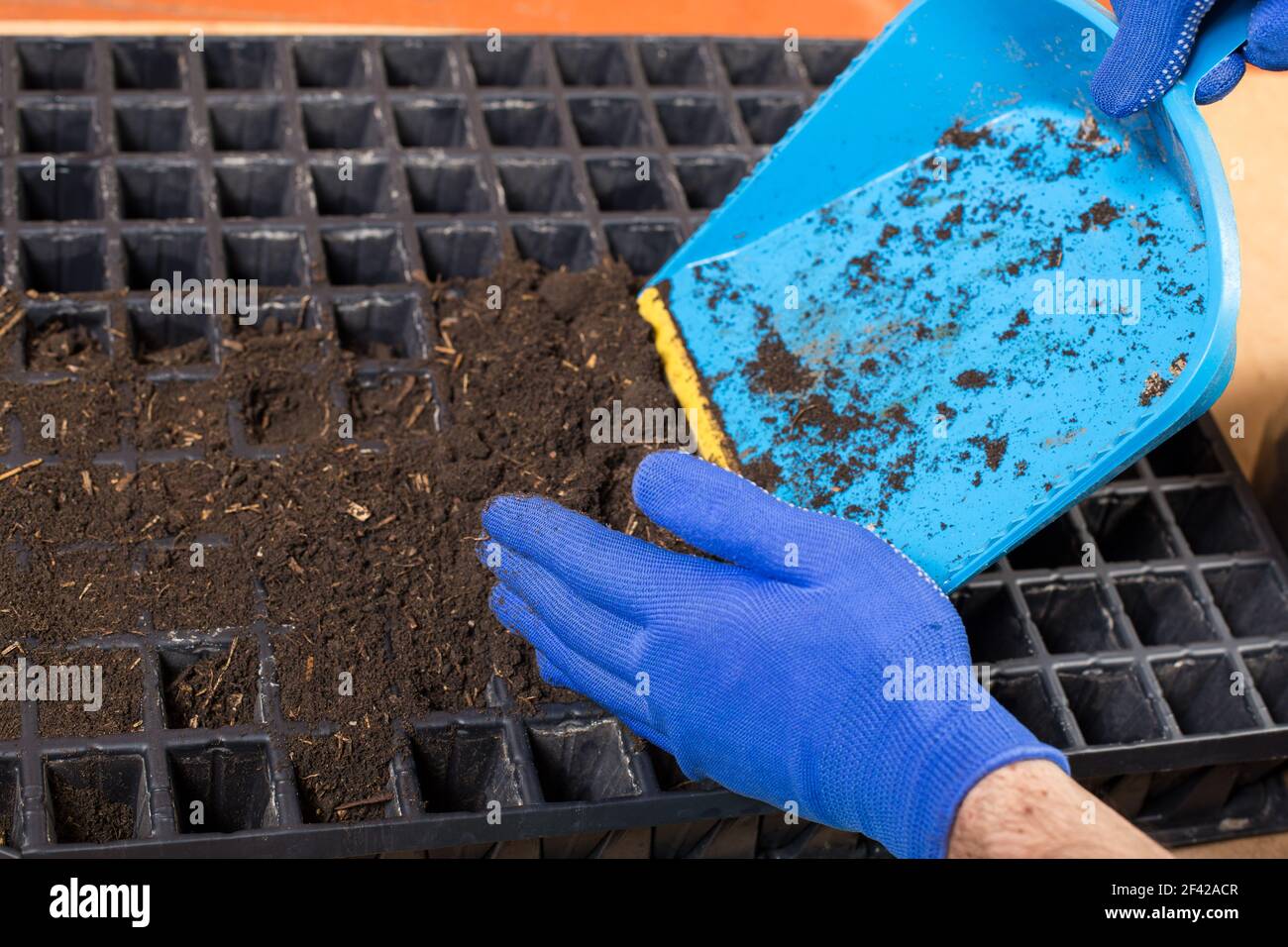 A man with the help of a scoop pours the seedlings into plastic cells ...