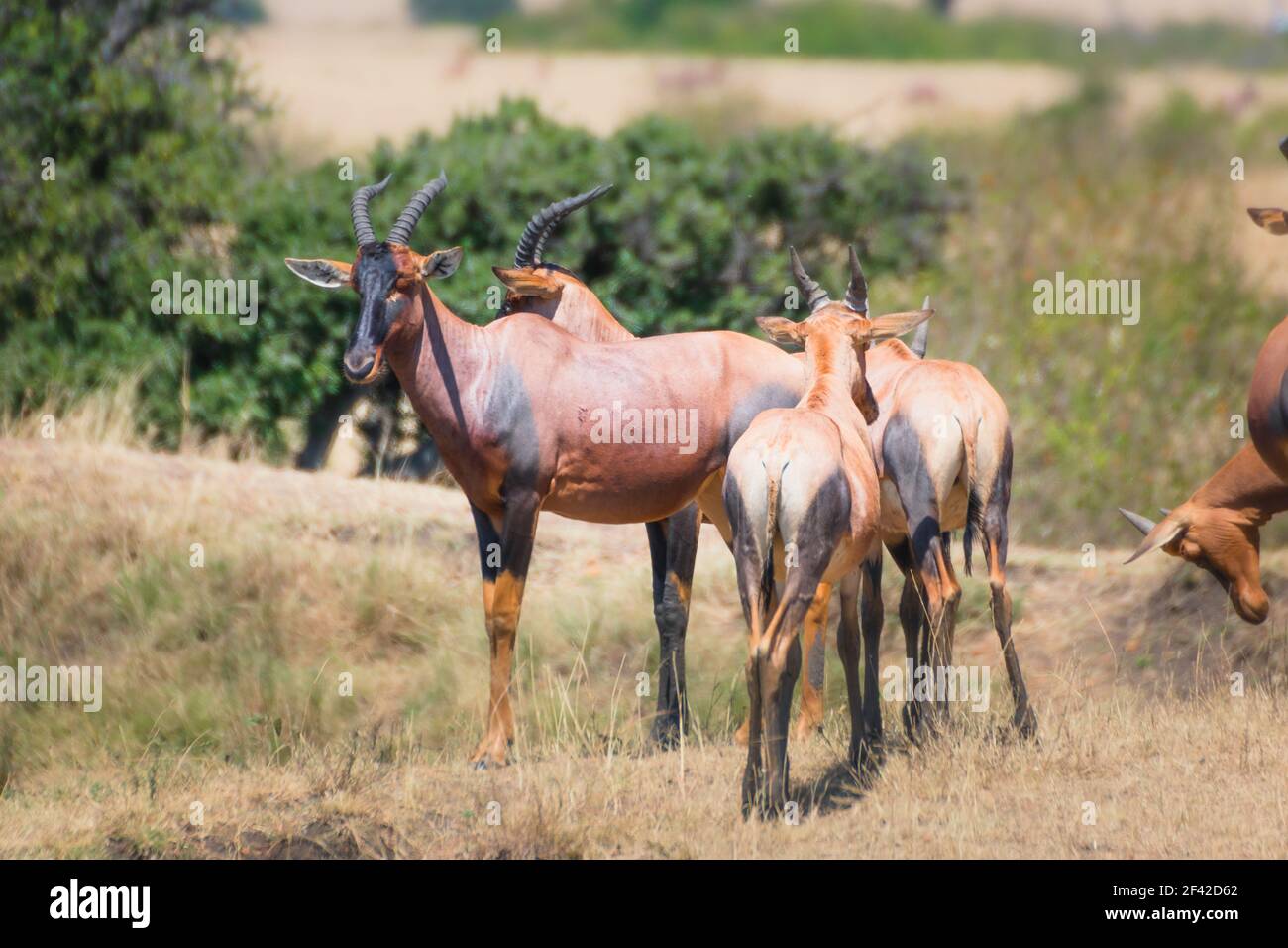A group of antelopes in The Maasai Mara National Reserve, Kenya ...