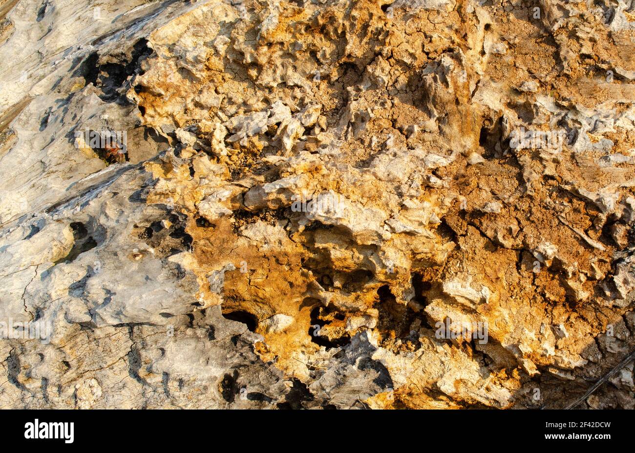 Old rotten wood texture background. Old damaged background texture with ...