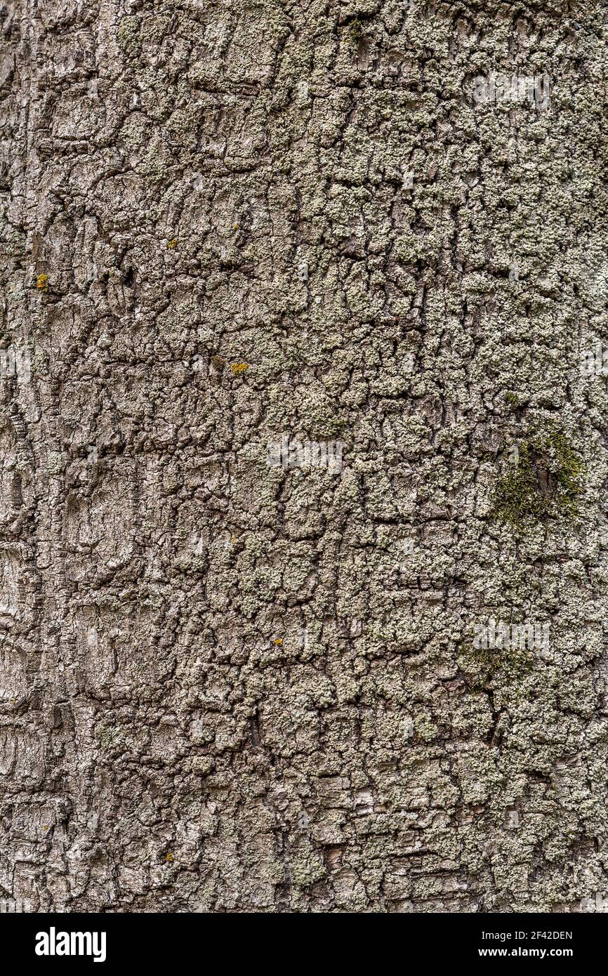 Mockup wooden texture tree of dark, rough tree bark brown color Stock ...