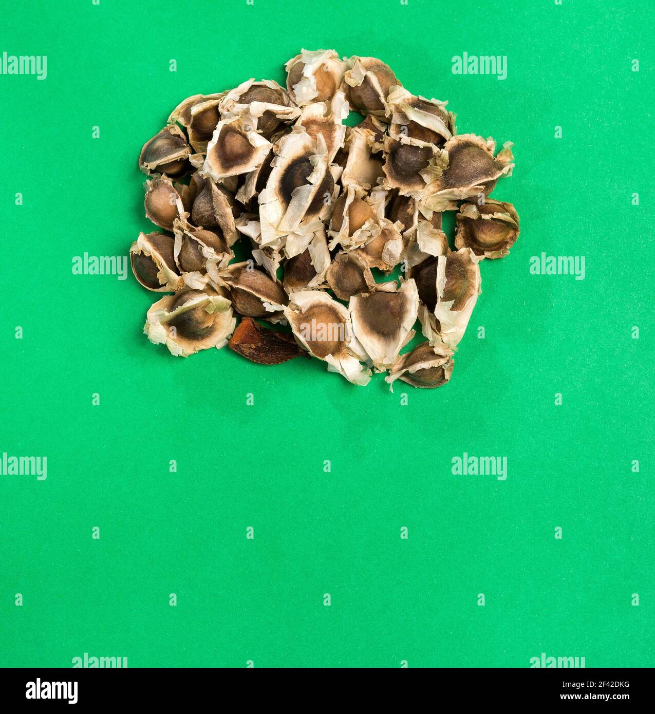 Moringa oleifera - Organic Moringa Seeds Stock Photo - Alamy