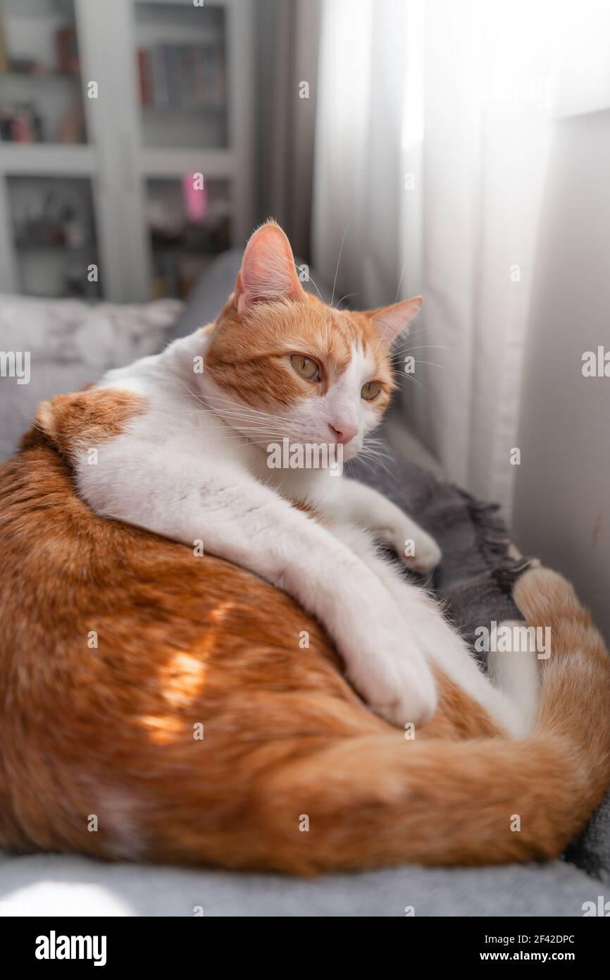 vertical composition. brown and white cat with yellow eyes sitting on ...