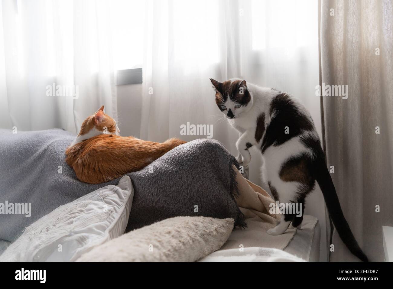 Black cat sleeping under blanket hi-res stock photography and images ...