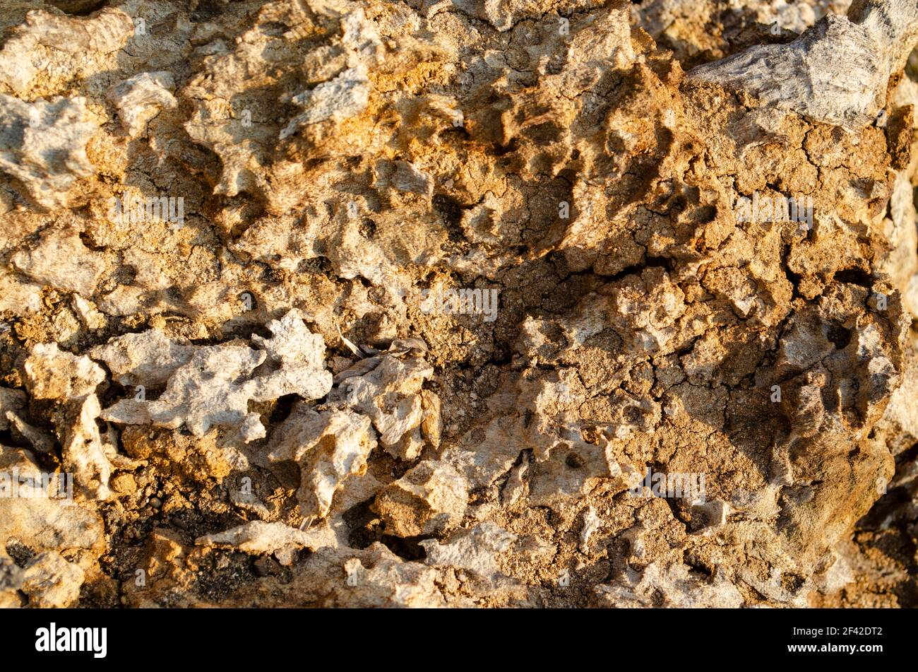 Old rotten wood texture background. Old damaged background texture with ...