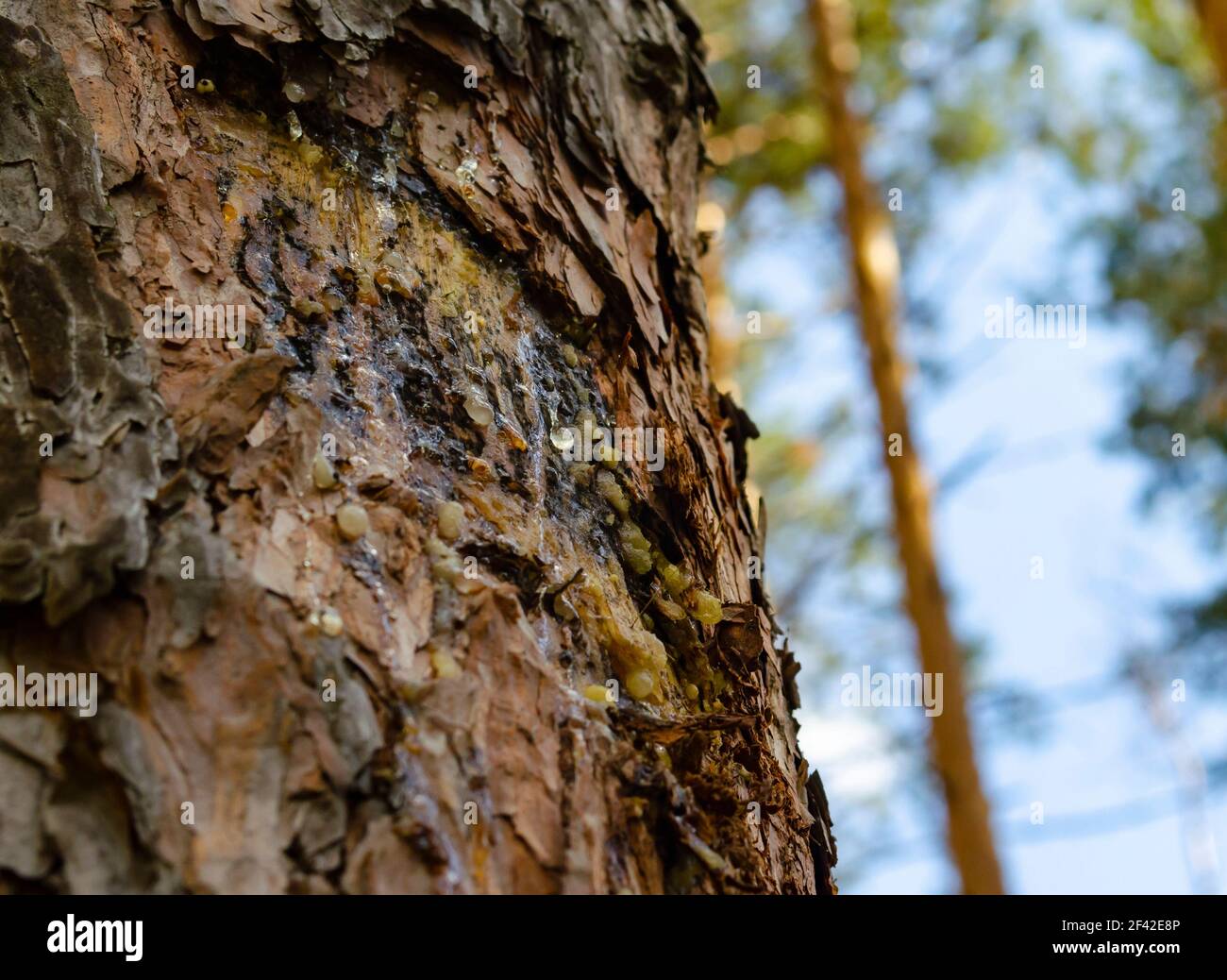 Amber drops of pine resin. Living three drops flow down the bark of the ...