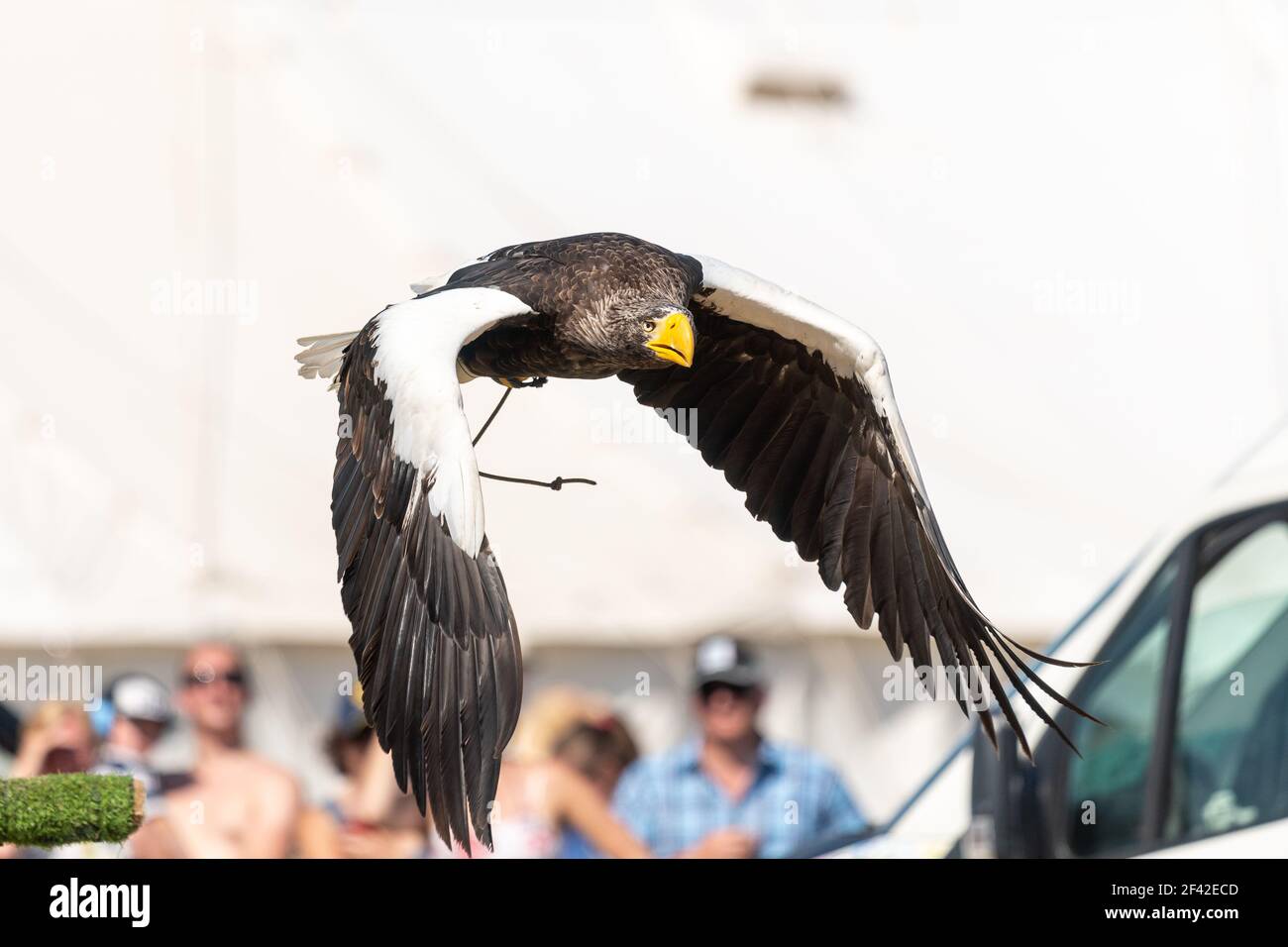 Close up of a Stellers sea eagle flying in a falconry demonstration ...