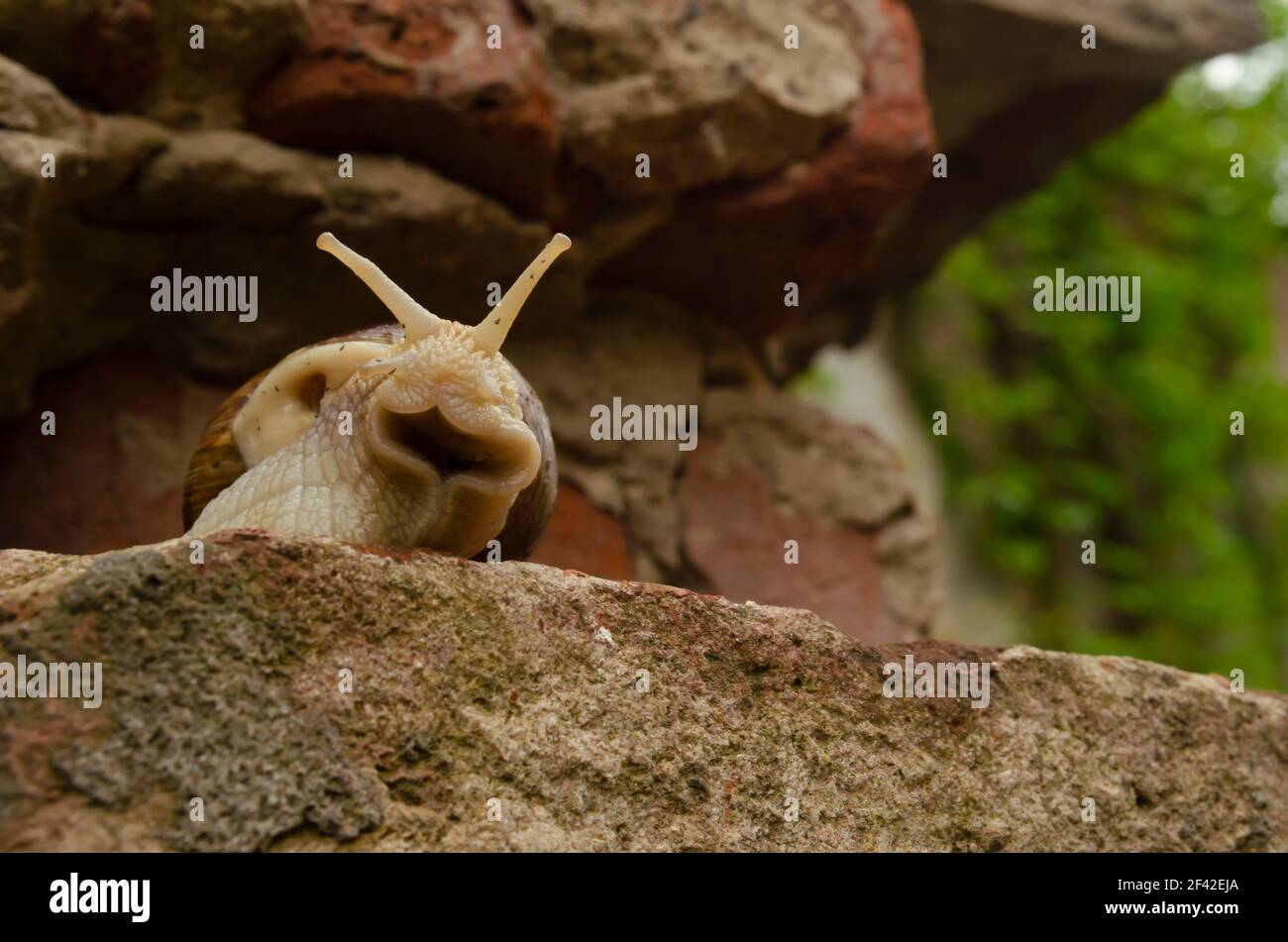 Snail on the bricks of the building. Snails over the cliff are ...