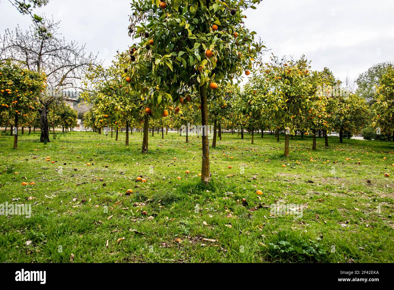 Oranges in tree agricultural plantation hi-res stock photography and ...