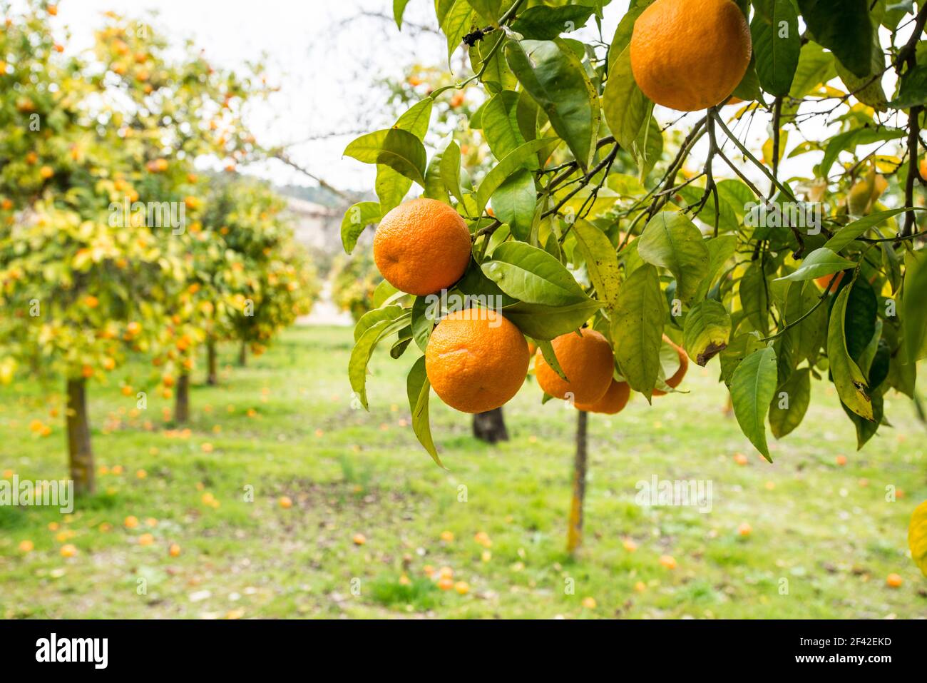Orange field in Granada Stock Photo - Alamy