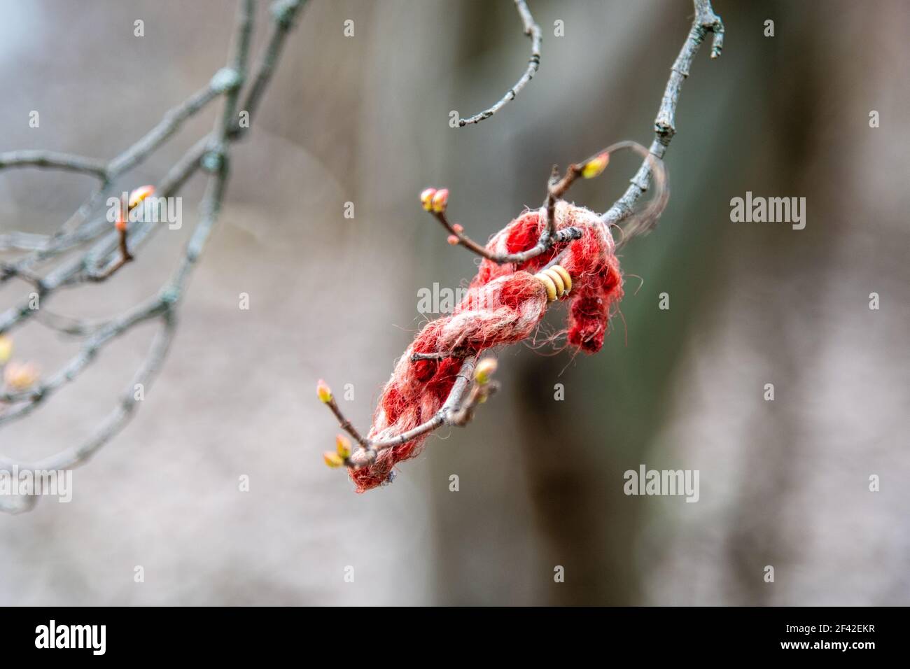 forgotten objects on branches Stock Photo - Alamy